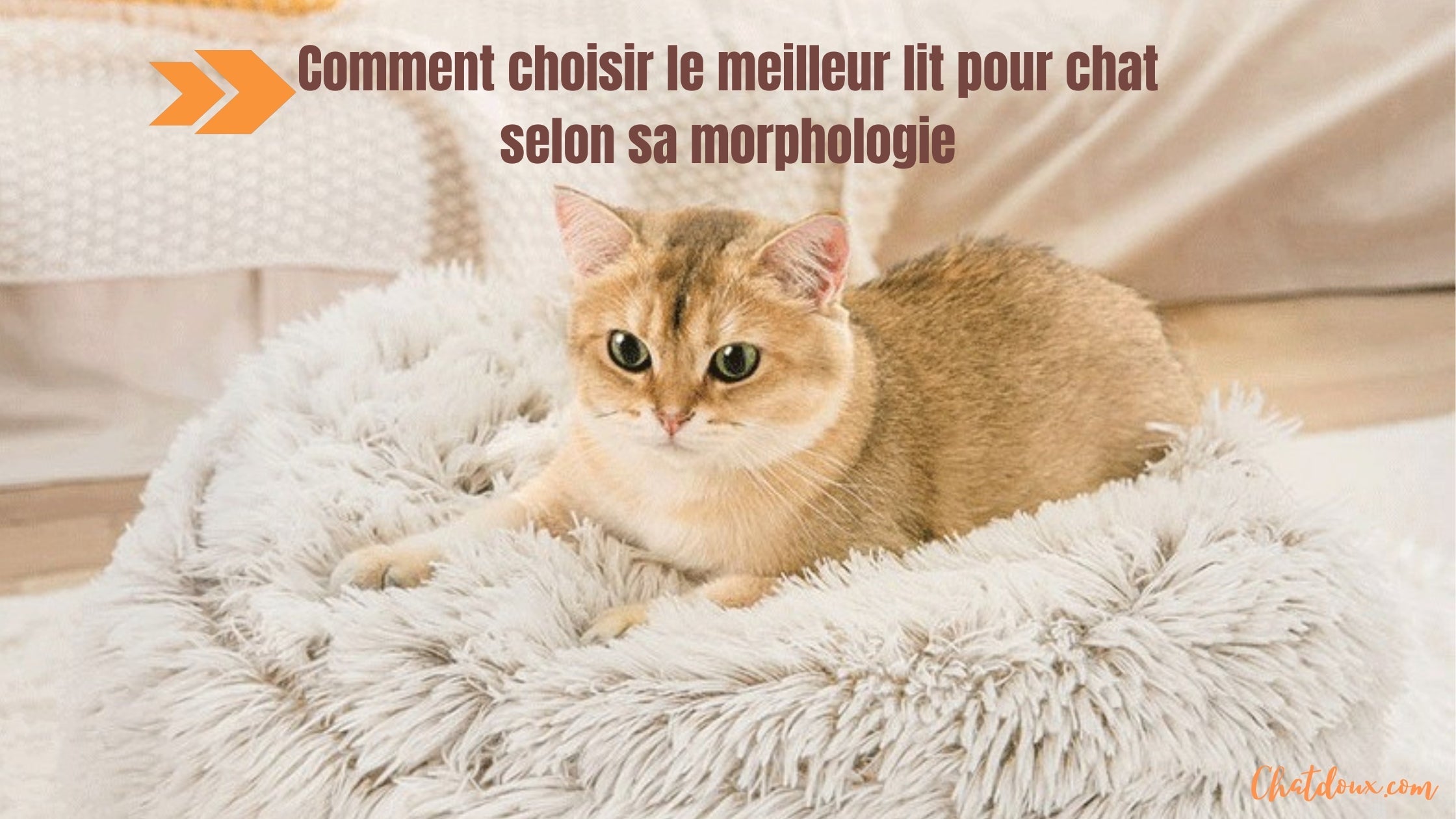 Comment choisir le meilleur lit pour chat selon sa morphologie ? – chat ...