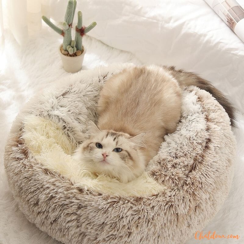 Coussin pour chat | TopDodo™ – chat doux